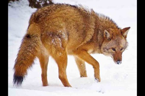 Large white 'coywolf' seen in NOTL