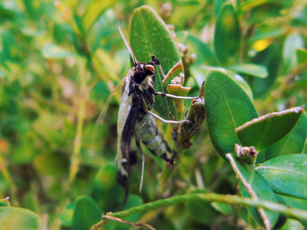 Growing Together: Check your boxwood shrubs for infestation by box tree ...