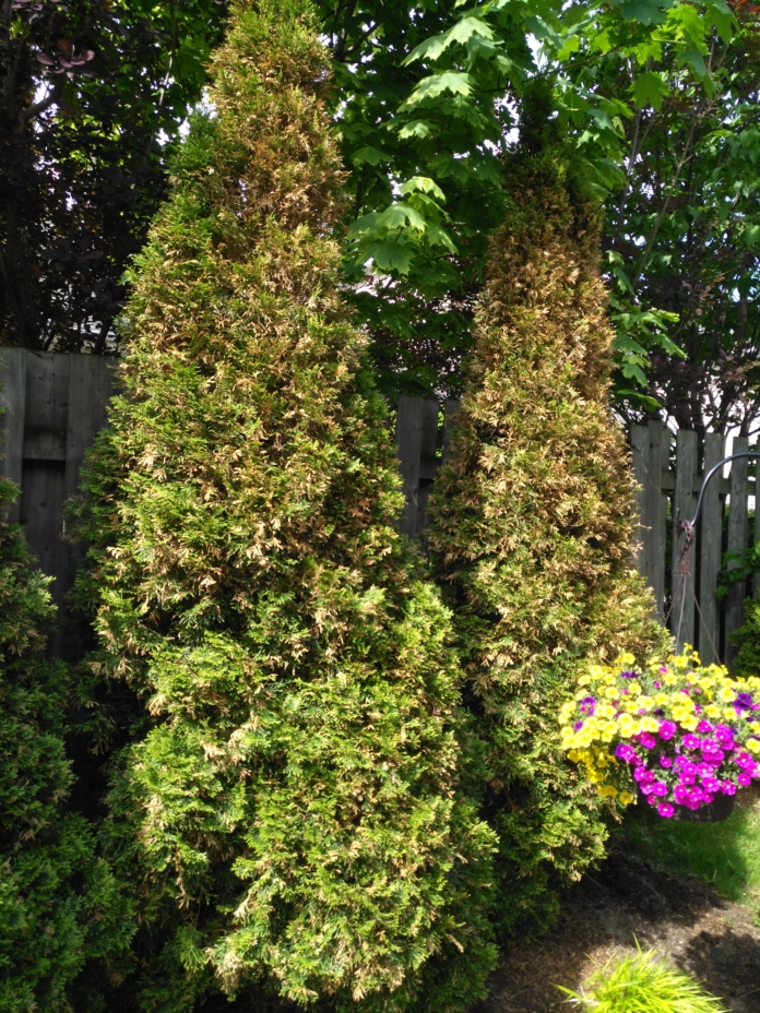 Growing Together: Cedar leaf miner is another pest that can attack your ...