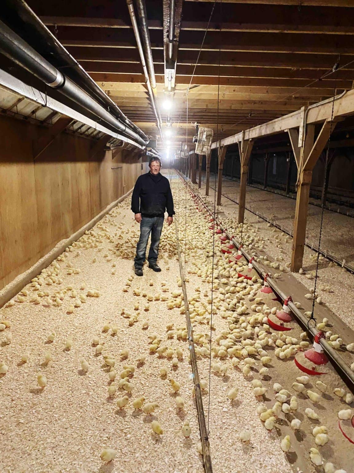 NOTL chicken farmer staying positive amid rising avian flu cases
