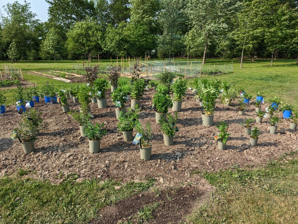 Growing Together: The importance of pollinators