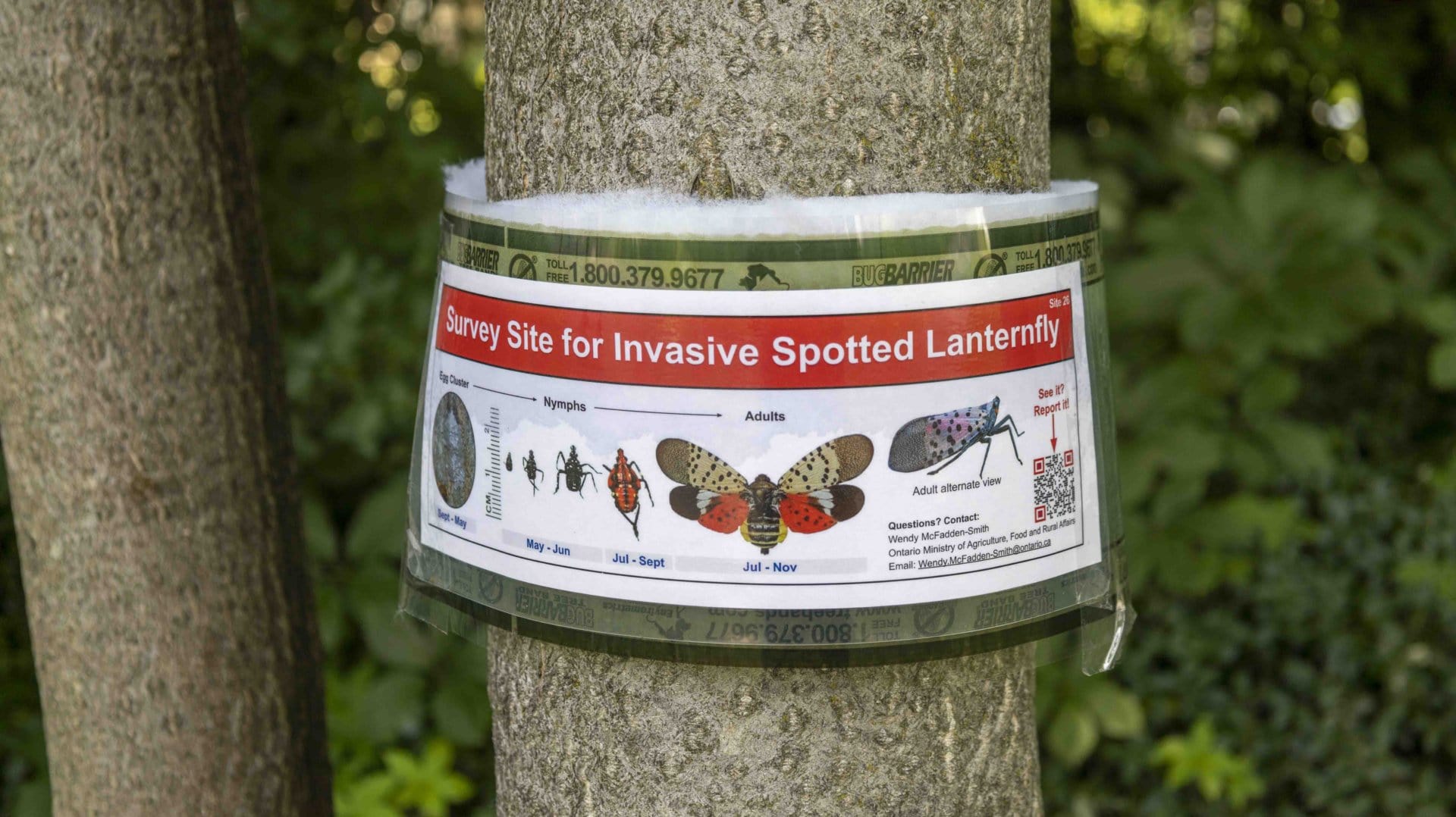 Traps set up around NOTL to limit the spread of spotted lanternflies