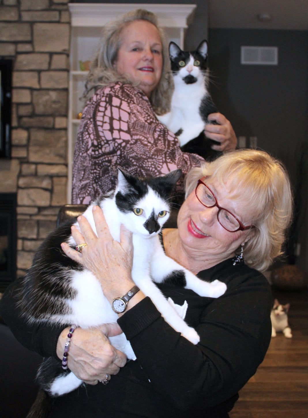 Here among the cats: NOTL group seeks to help feline friends