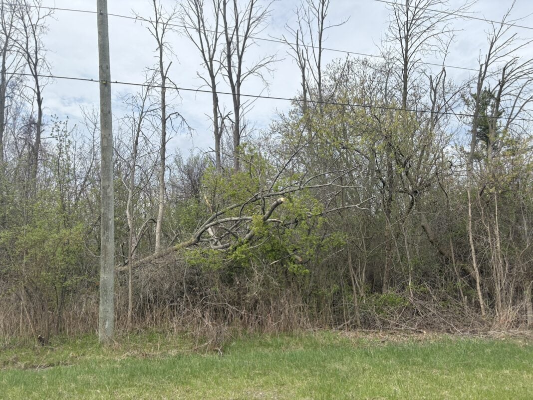 Large dead trees are a threat to NOTL's power lines