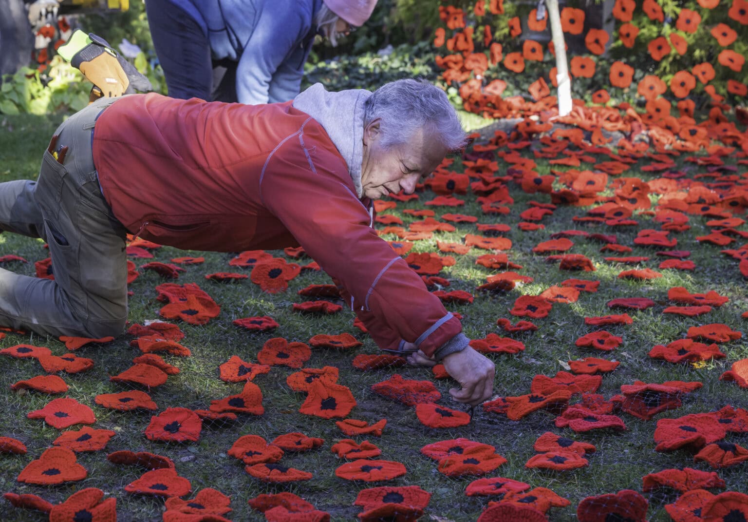 Ross's Ramblings: Should they call it 'poppy love'?